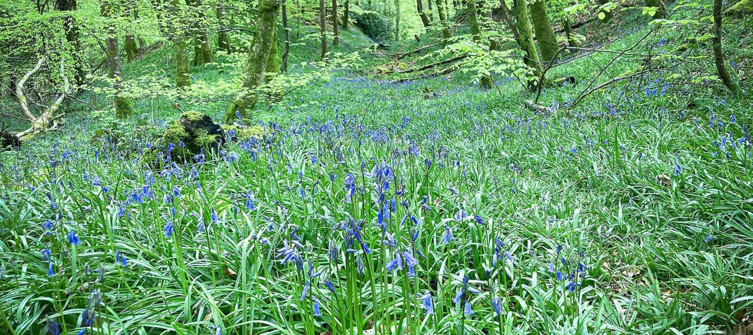 Dolaucothi Estate & Gold Mines, National Trust, Pumsaint