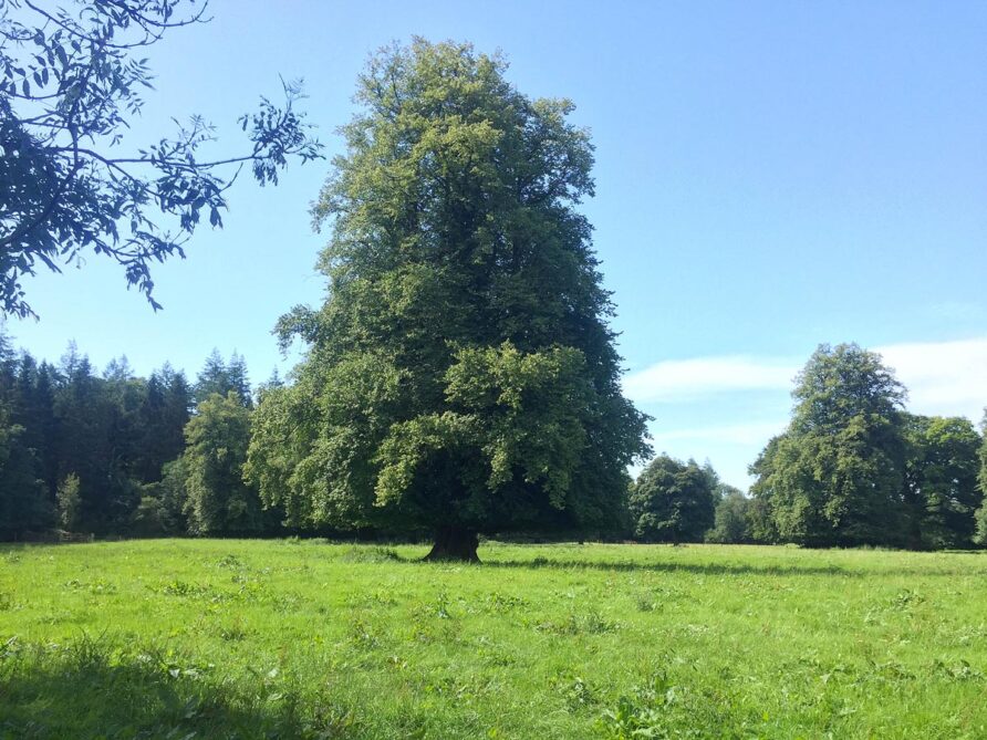 Dolaucothi Estate & Gold Mines, National Trust, Pumsaint